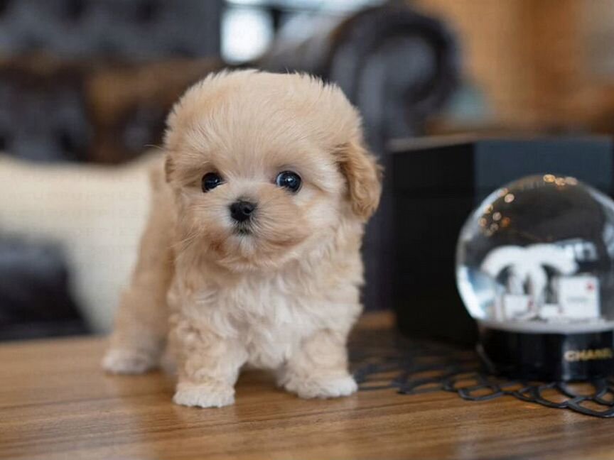 Мини мальчик мальтипу f1 беби фейс