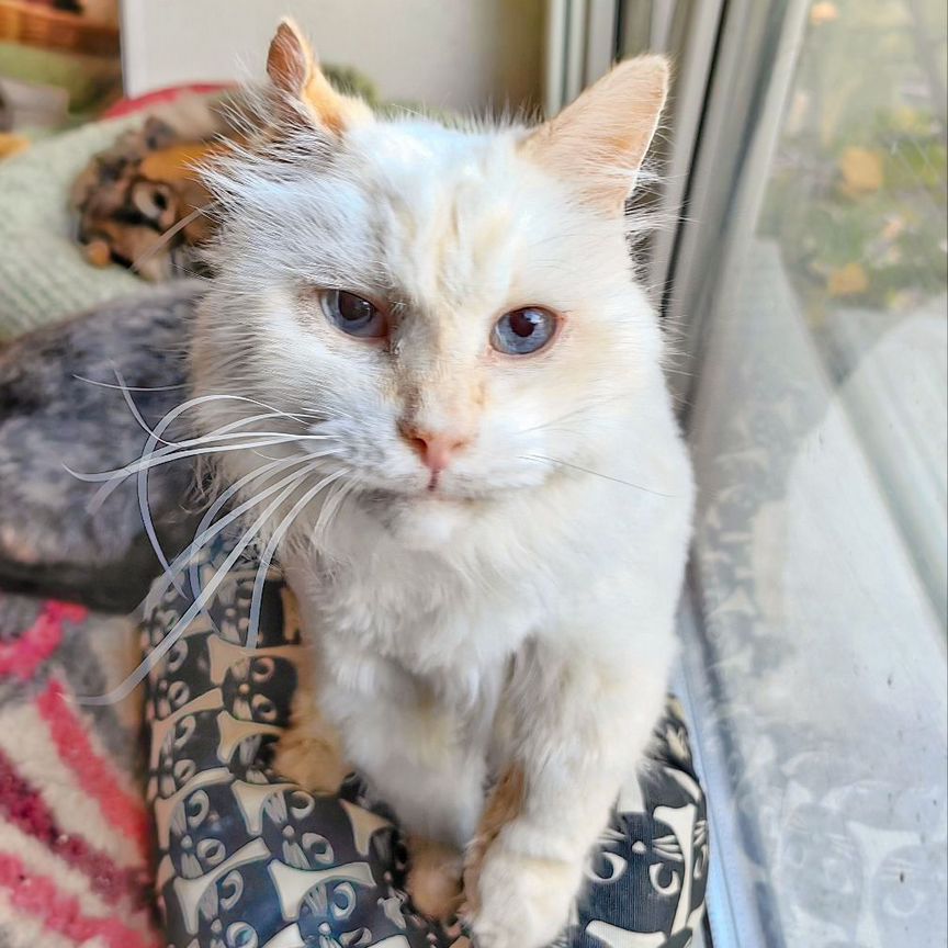 Агат пережил стаю собак, но не переживёт приют