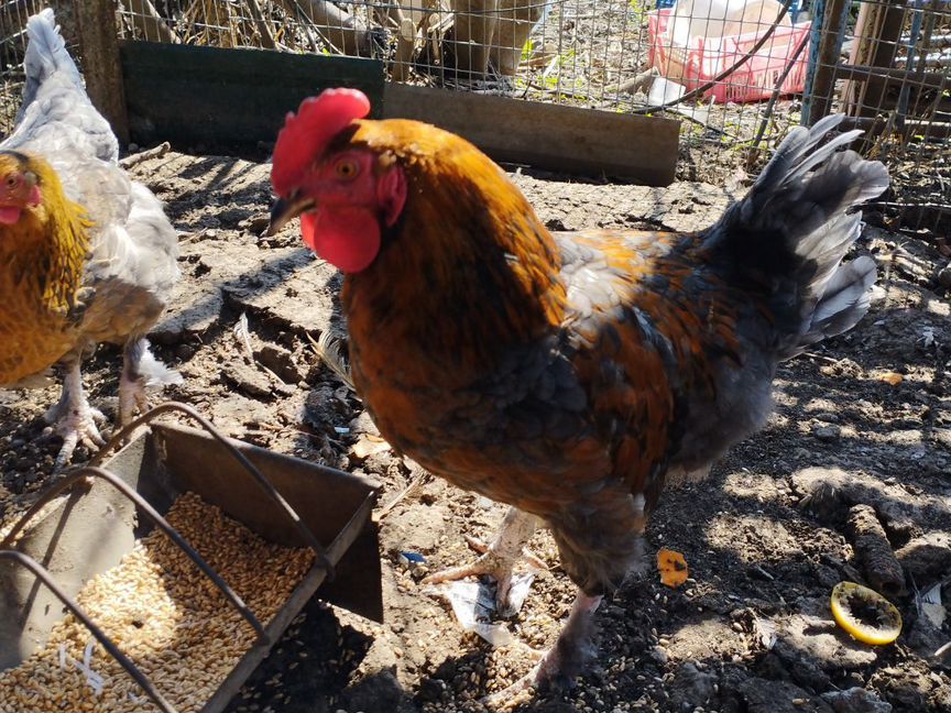 Молодые петухи