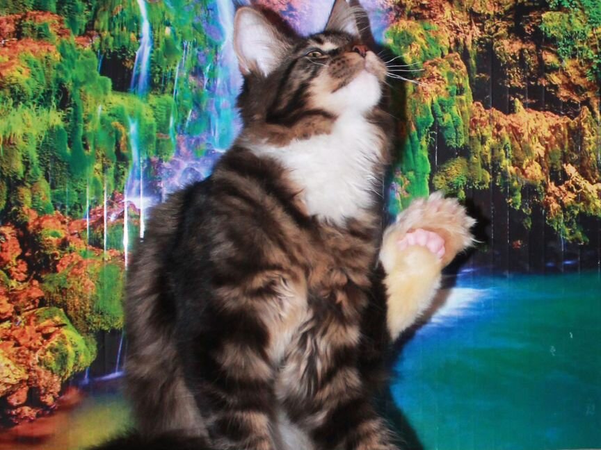 Шикарные котята мейн-куны, полидакты