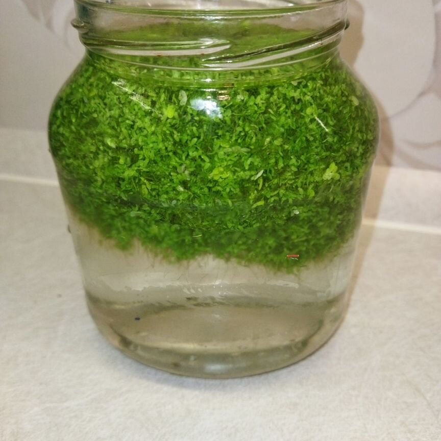 Ряска для аквариума бесплатно