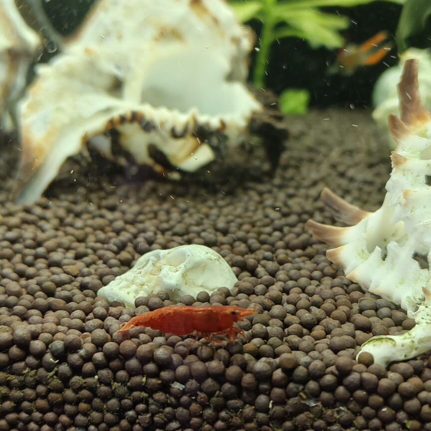 Креветки вишня