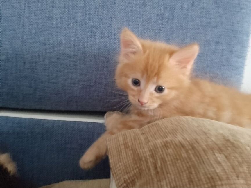 Котятки в добрые руки