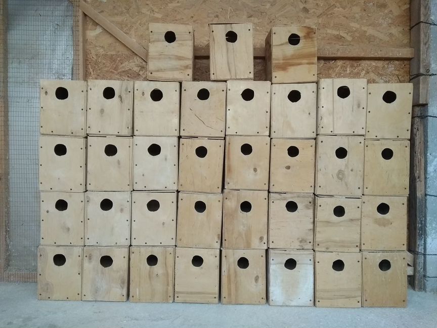 Дуплянки, гнёзда