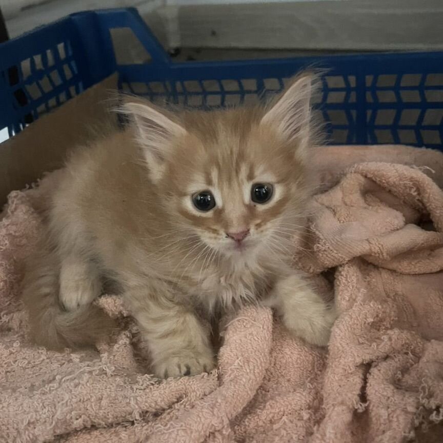 Котёнок в добрые руки