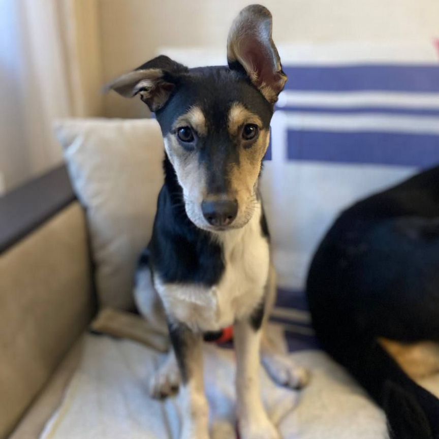 Щенок девочка в добрые руки, дар