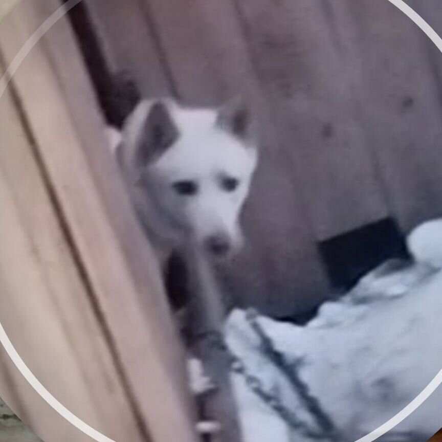 Отдаем собаку для охраны