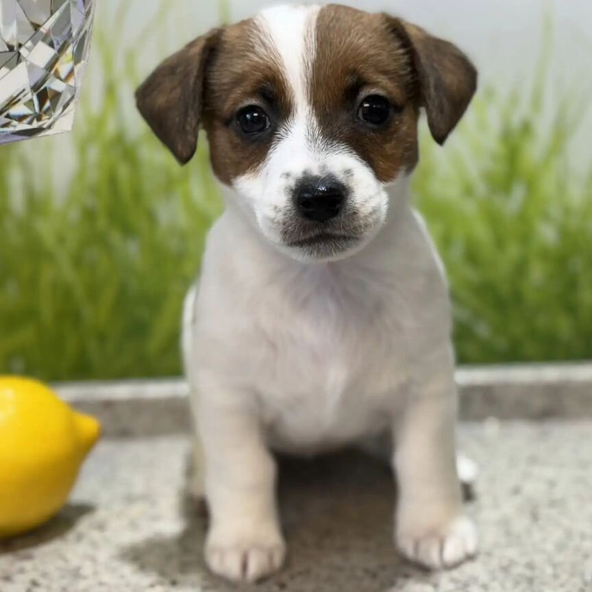 Джек-рассел-терьер, щенок