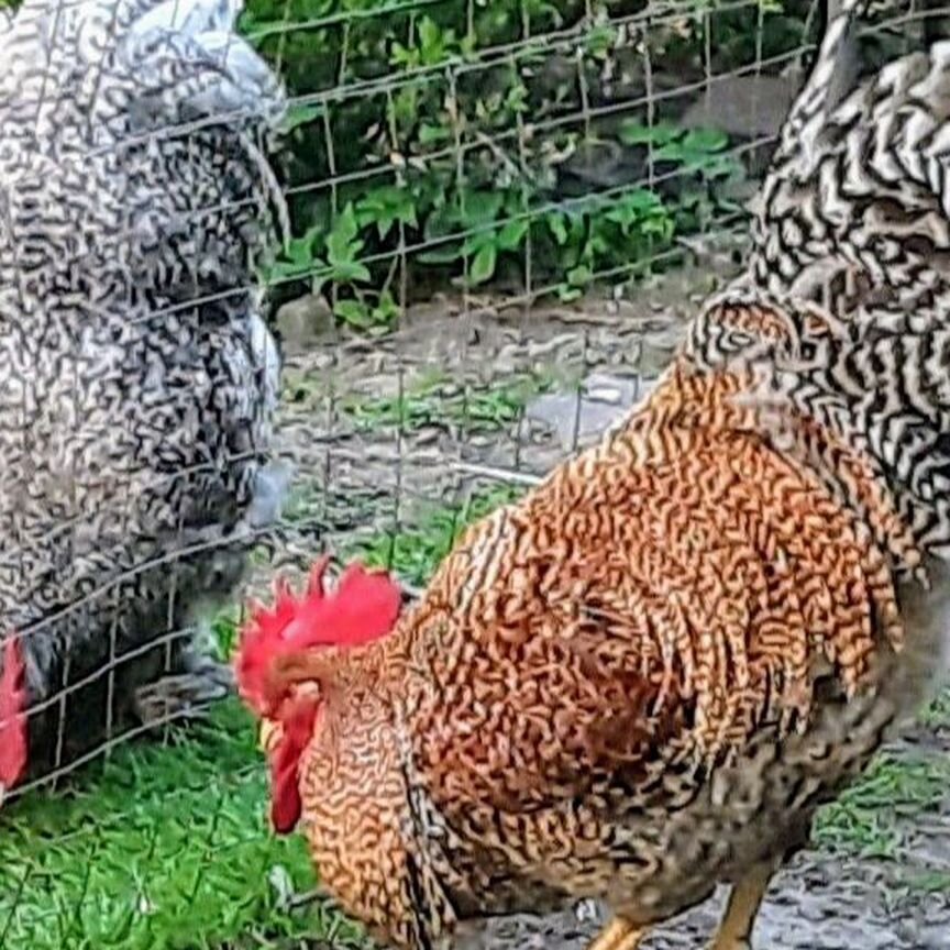Куры мехеленская кукушка,билефельдер,амераккана