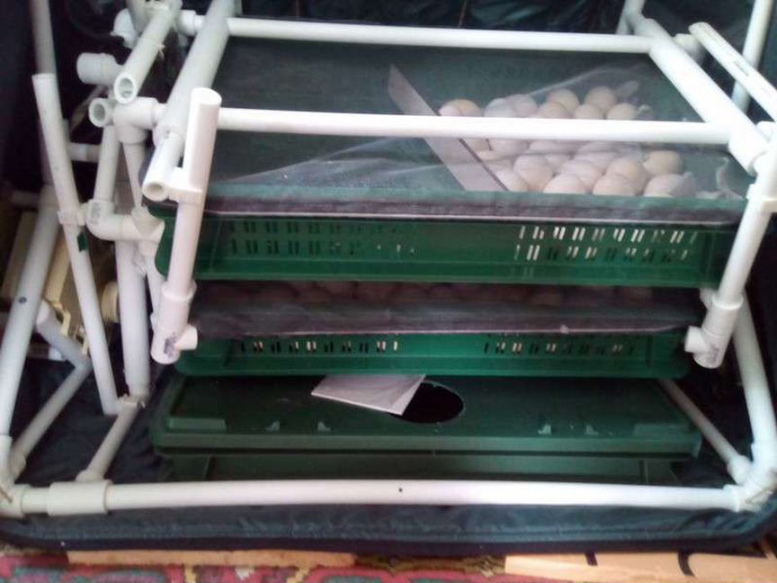 Инкубатор тгб