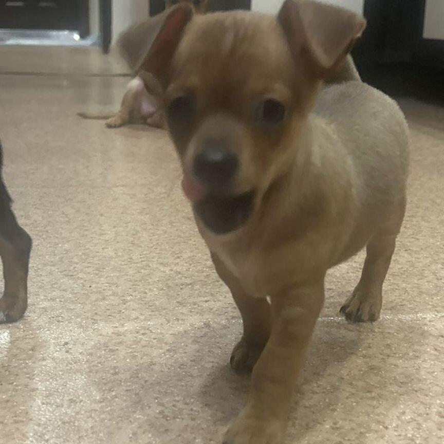 Русский той-терьер, щенок