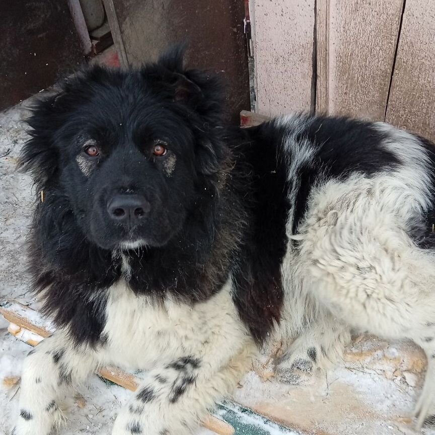 Кавказская овчарка, взрослая собака