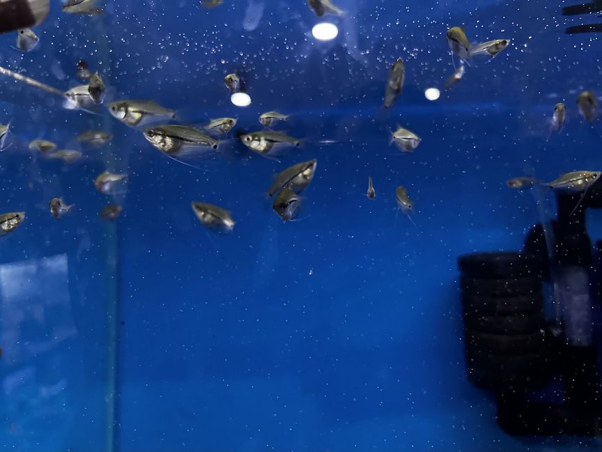 Гурами жемчужный