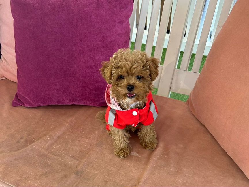 Мальтипу тедди девочка 6мес