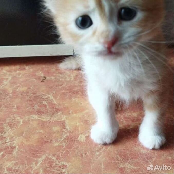 Пушистые красивые котята
