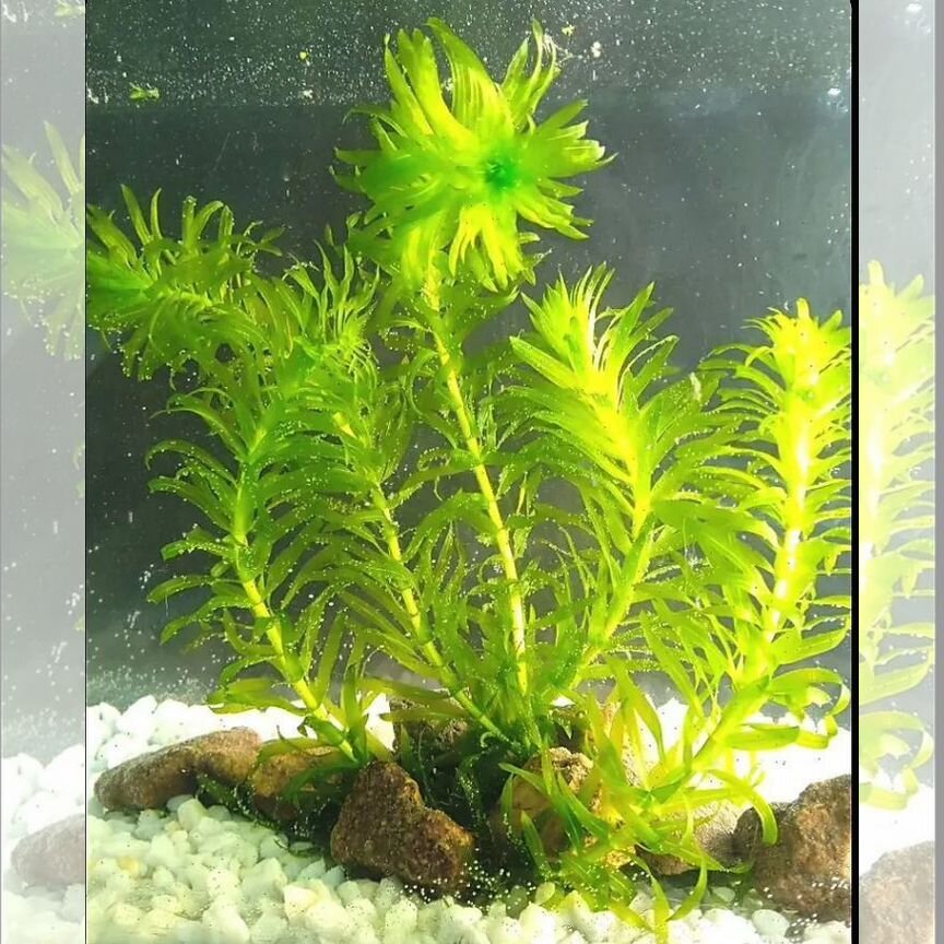 Аквариумное растение элодея