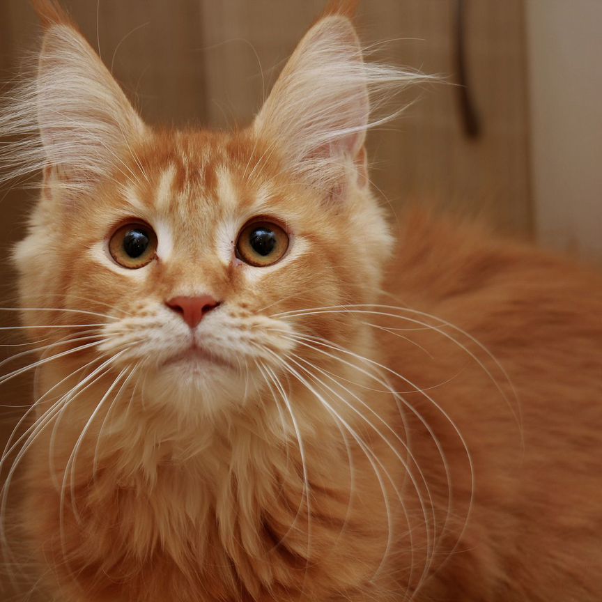 Девочка красный тик 4 мес