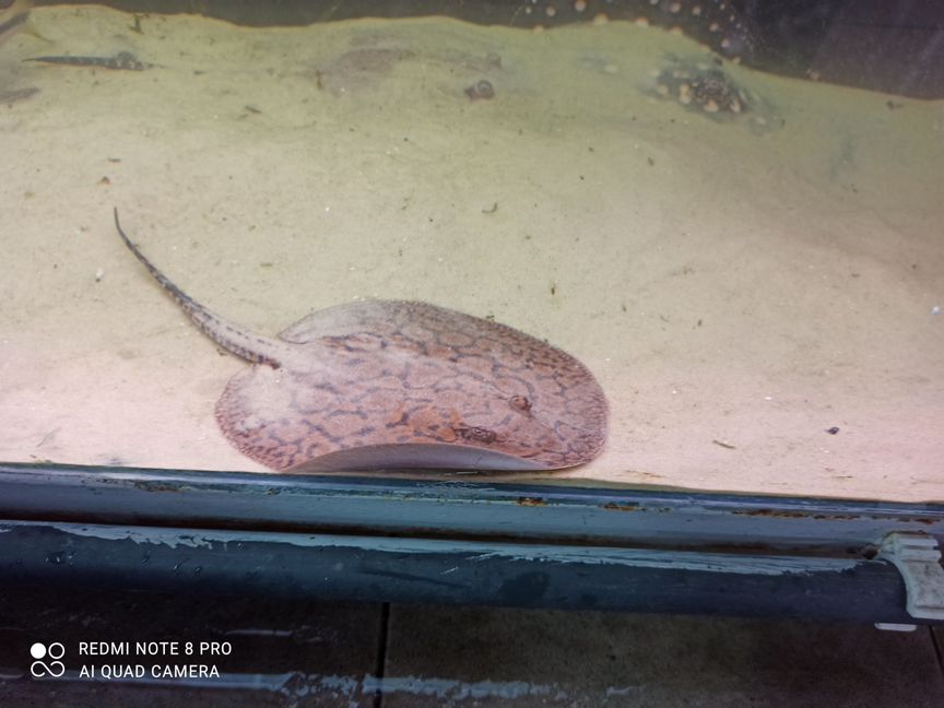 Пресноводный скат Моторо, блэк Даймонд