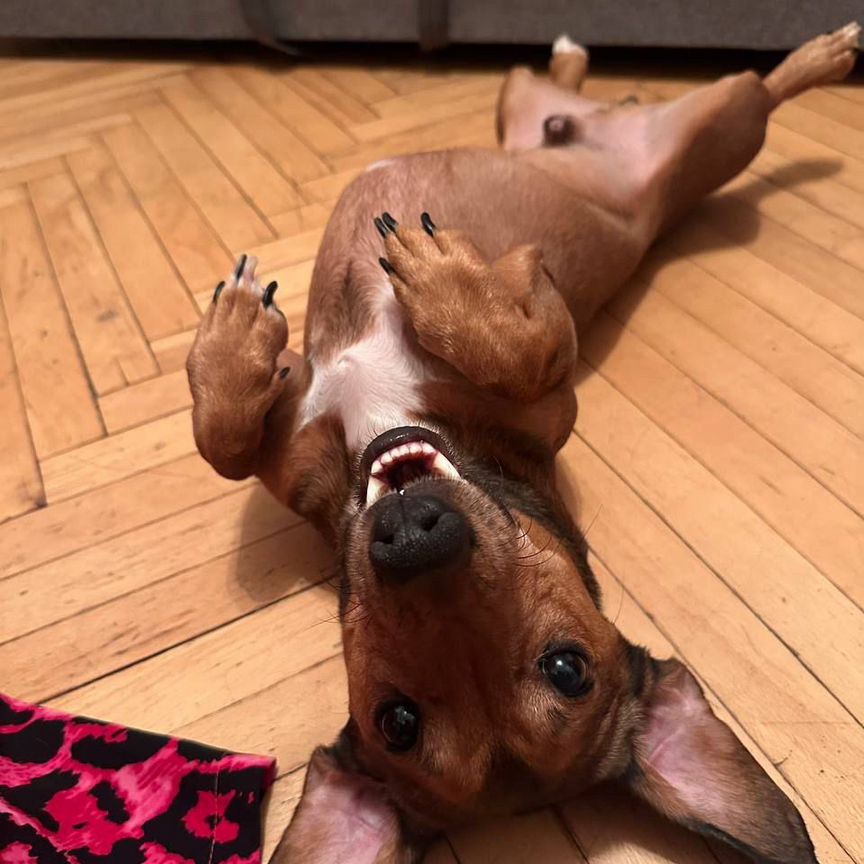 Такса ищет дом