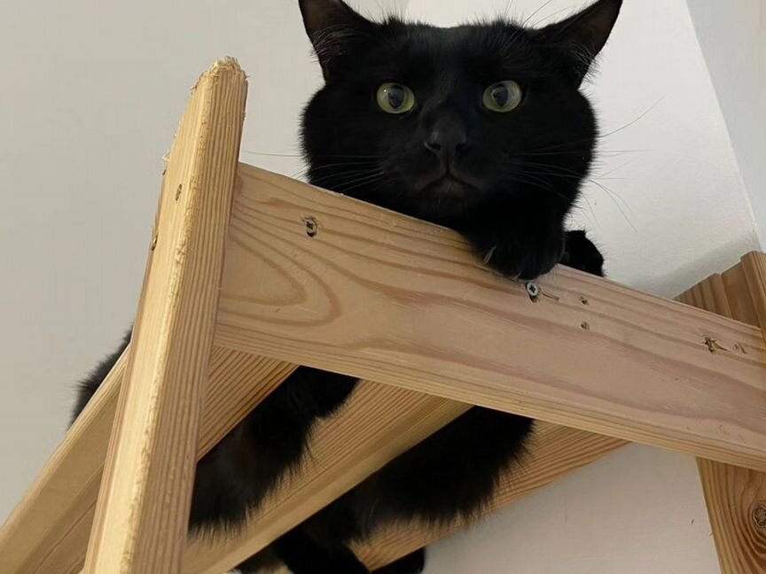 Черный котик в добрые руки