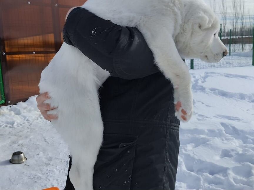Собаки