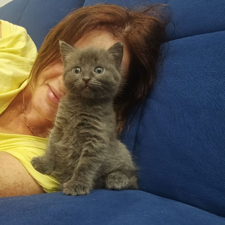 Котенок в добрые руки
