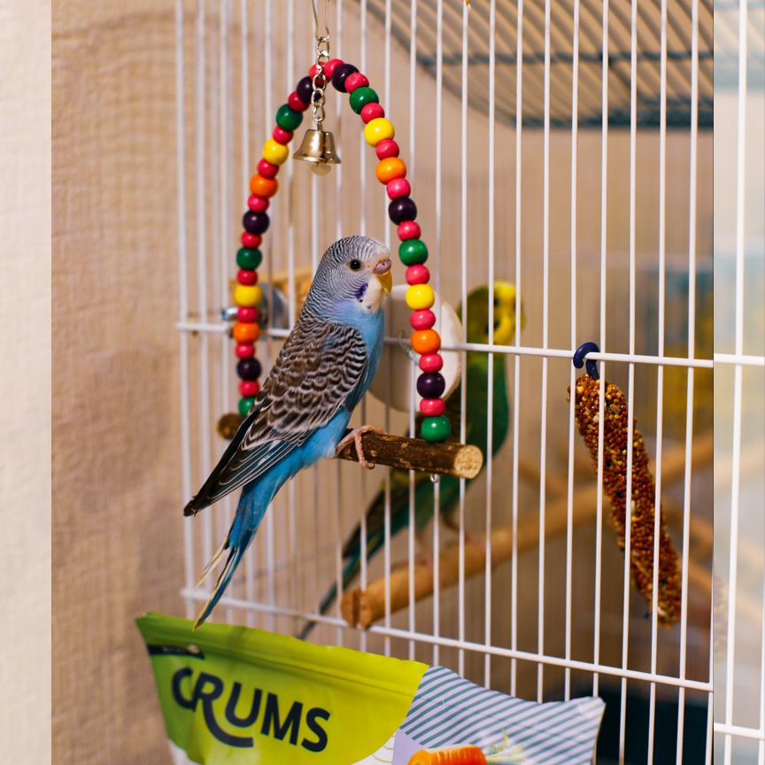 Птенцы волнистых попугаев