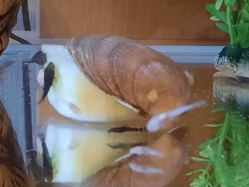 Мальки анцитрусового сомика