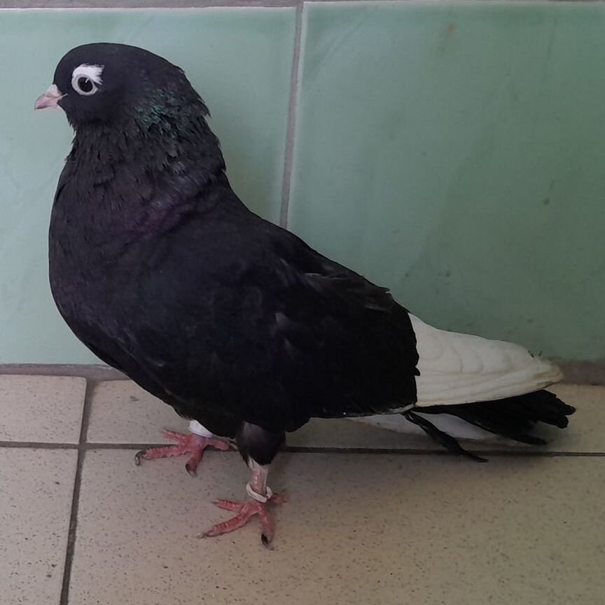 Голубь ручной в хорошие руки
