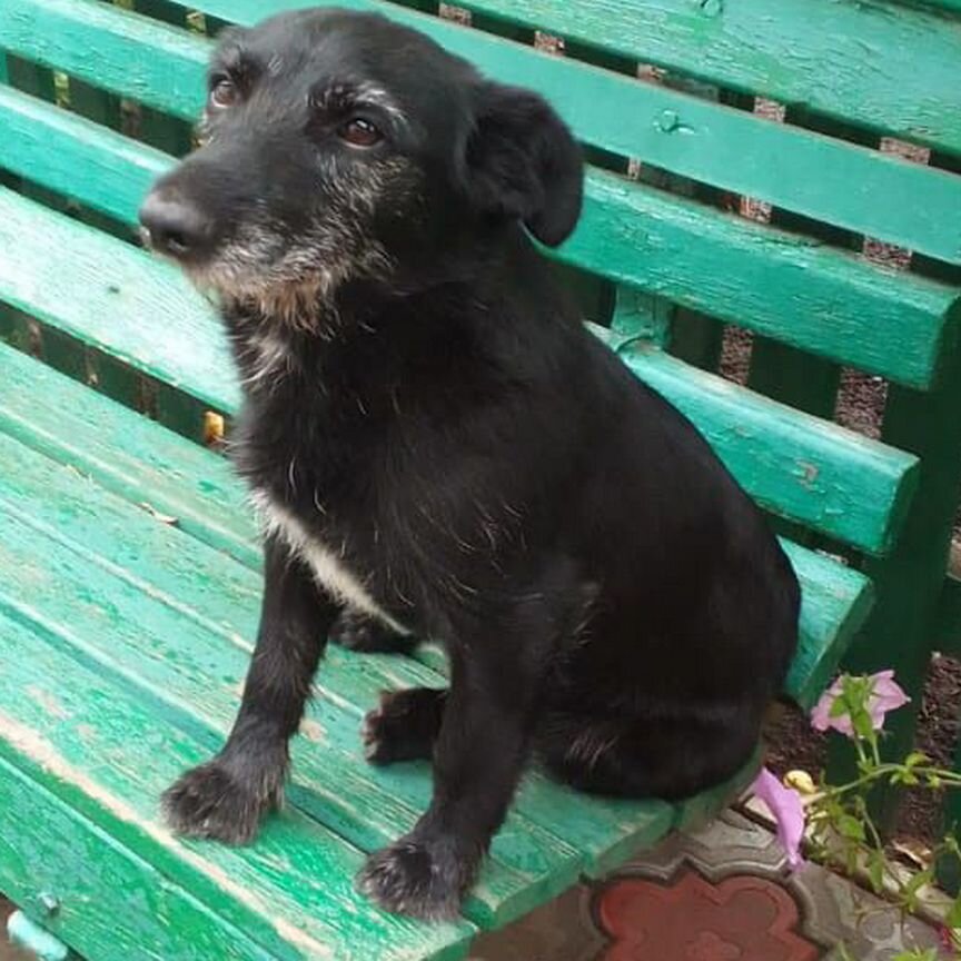 Отдам собаку в добрые руки