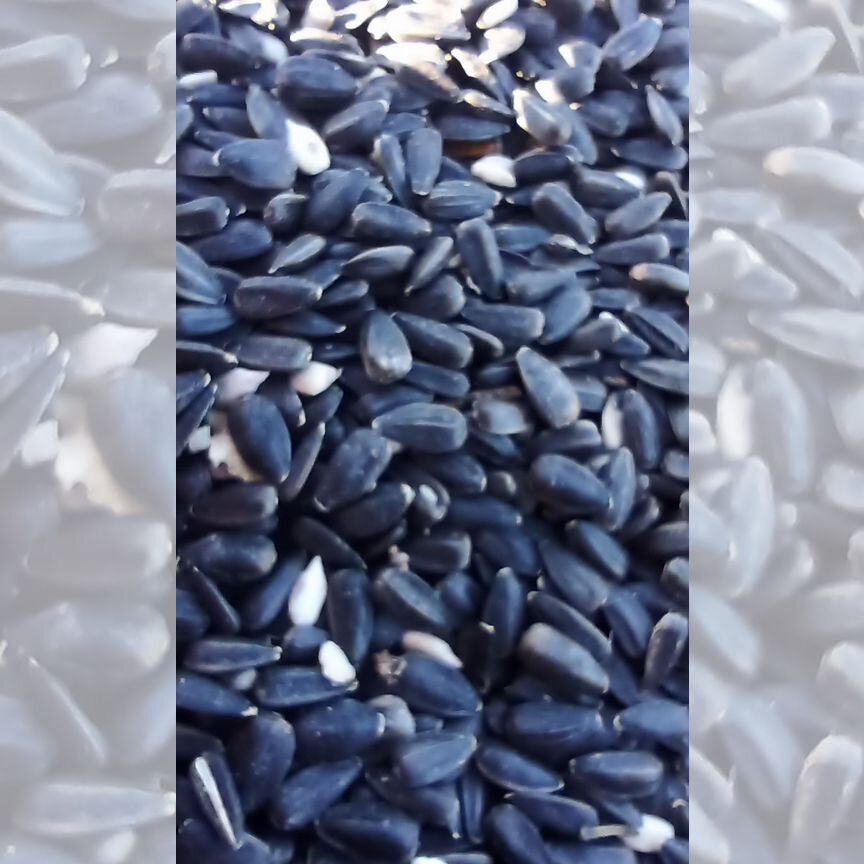 Семечки подсолнечника оптом