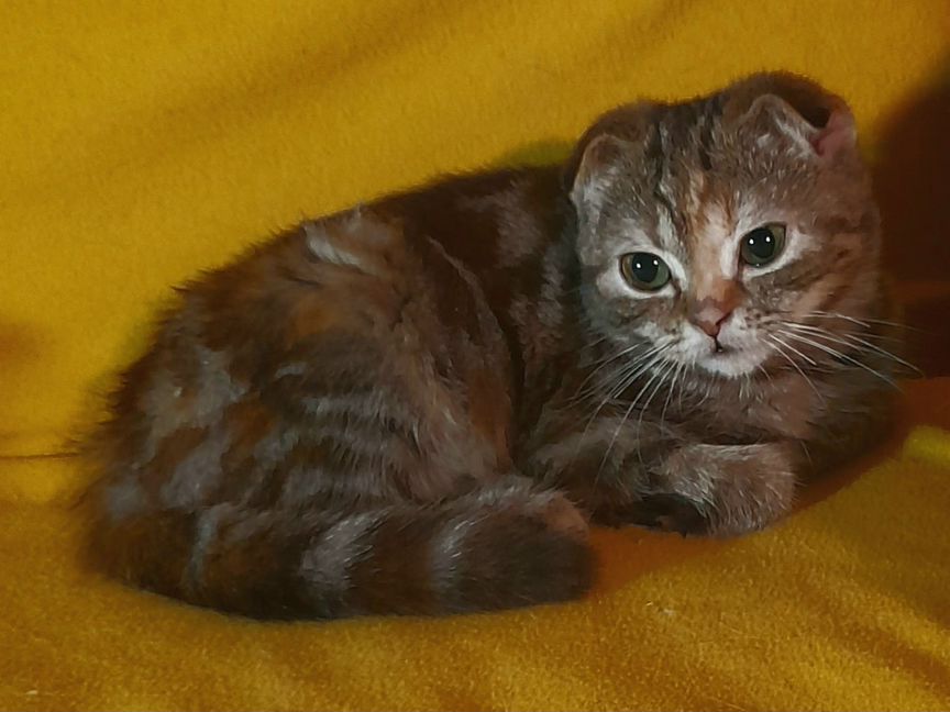 Шотландская кошечка 4 месяца