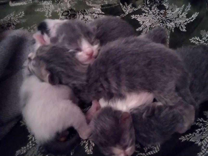 Котята