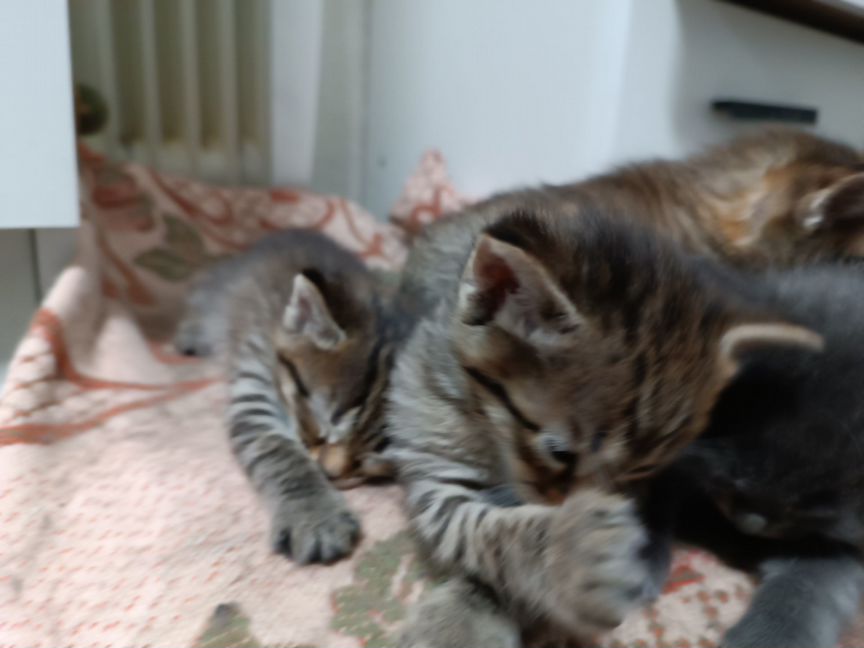 Котята на 1/4 мейн-кун