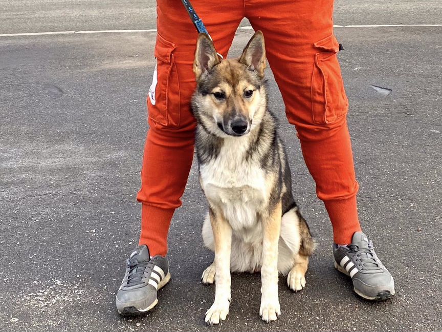 Собака в добрые руки отдам бесплатно