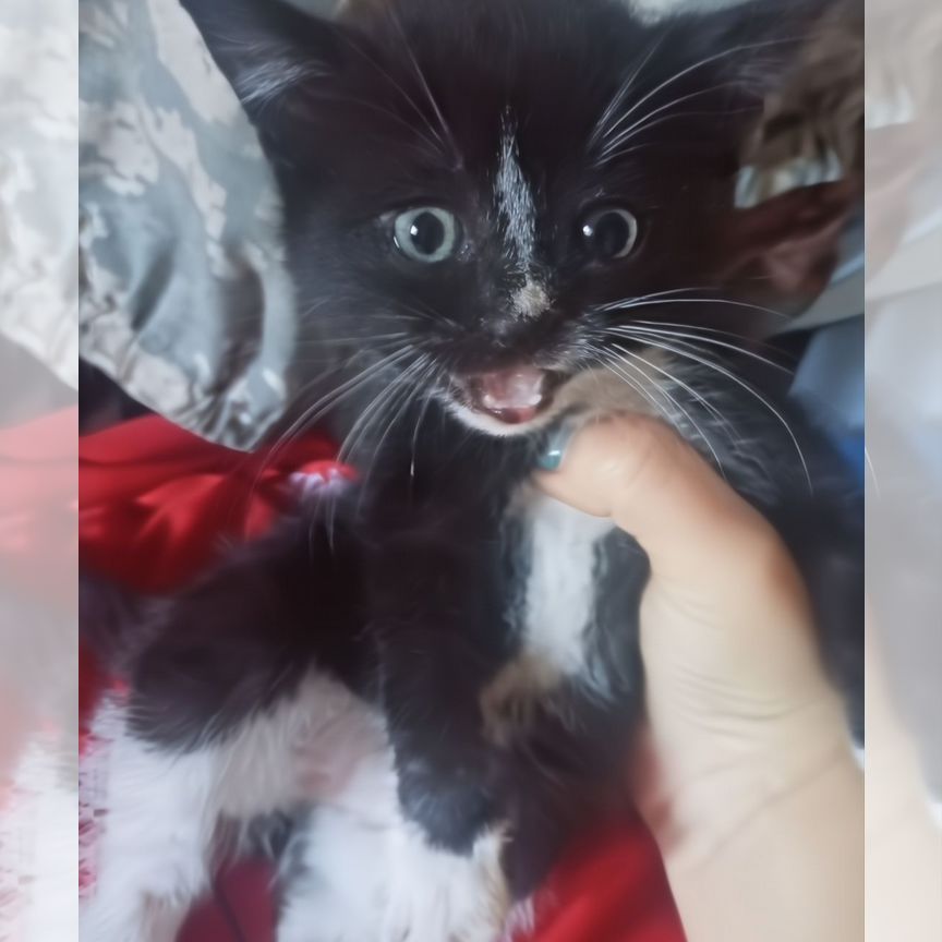 Шотландский прямоухий короткошёрстный котёнок