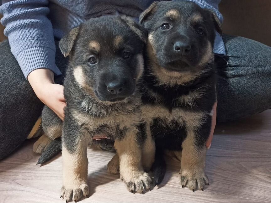 Восточно европейская овчарка