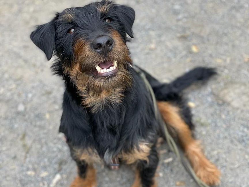 Немецкий ягдтерьер 4 года