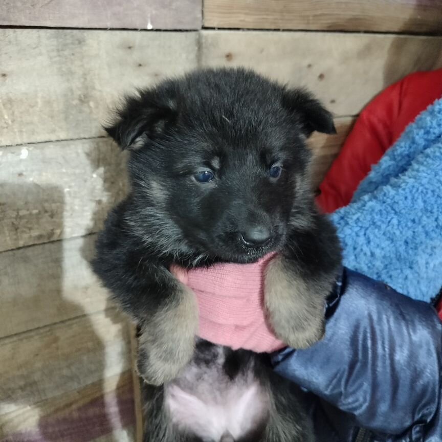 Щенки немецкой овчарки