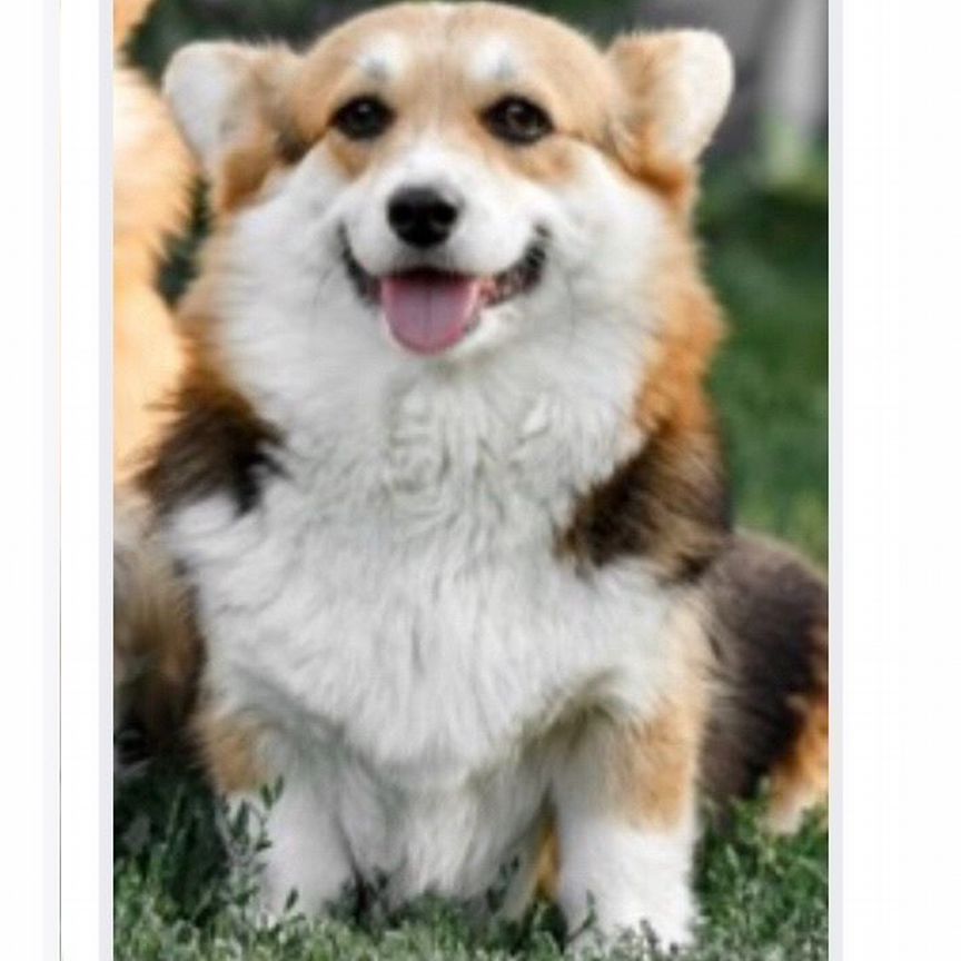 Вельш Корги Пемброк, взрослая собака