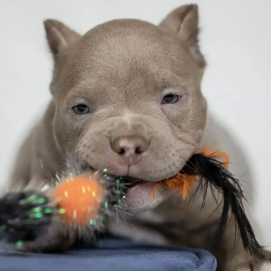 Американский булли, щенок