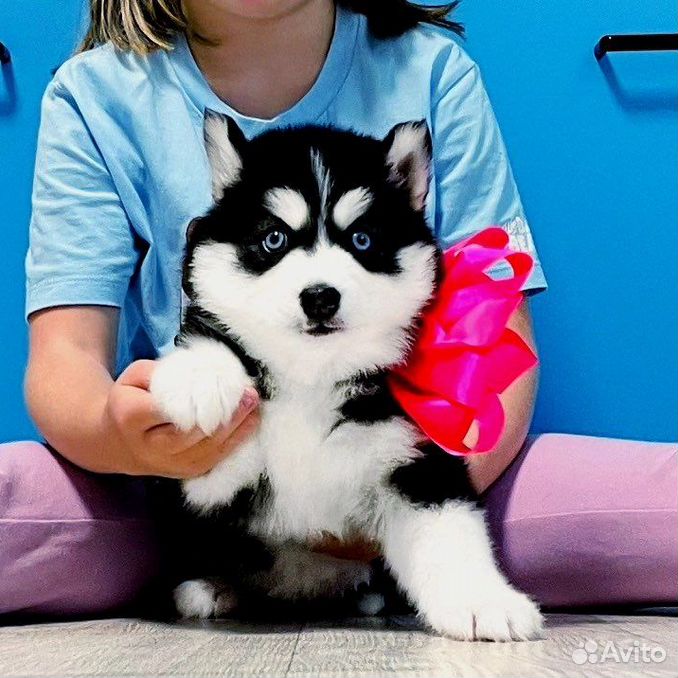 Хаски - самые красивые щеночки для Вас )