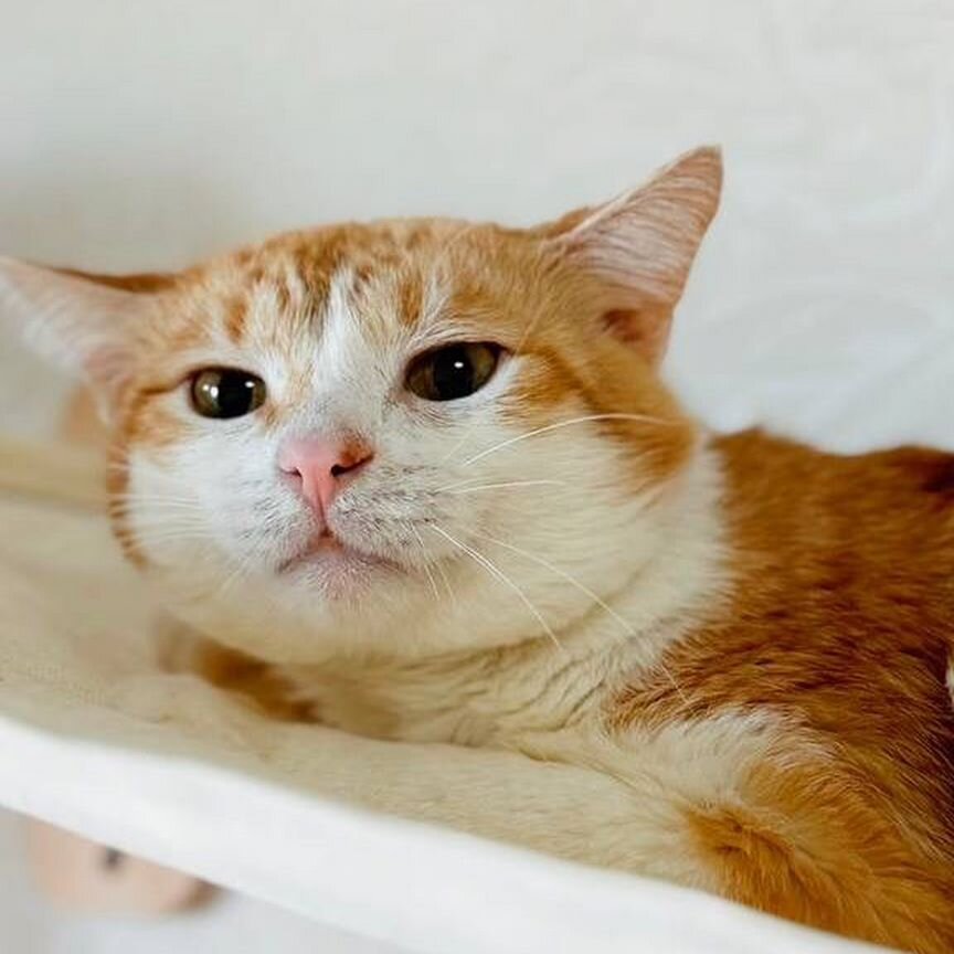 Самый милый на свете кот Бабл Ти