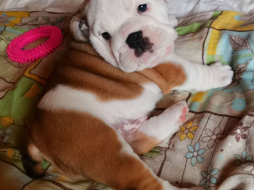 Английский бульдог