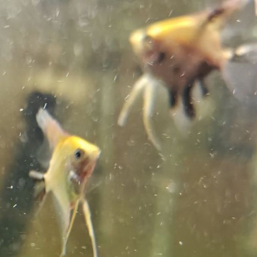 Обменяю скалярий