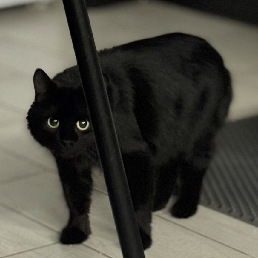 Взрослая, кошка в добрые руки