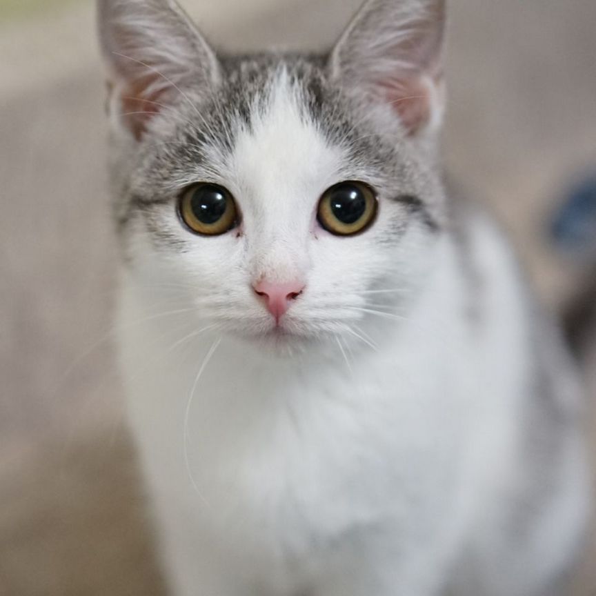 Котики в добрые руки