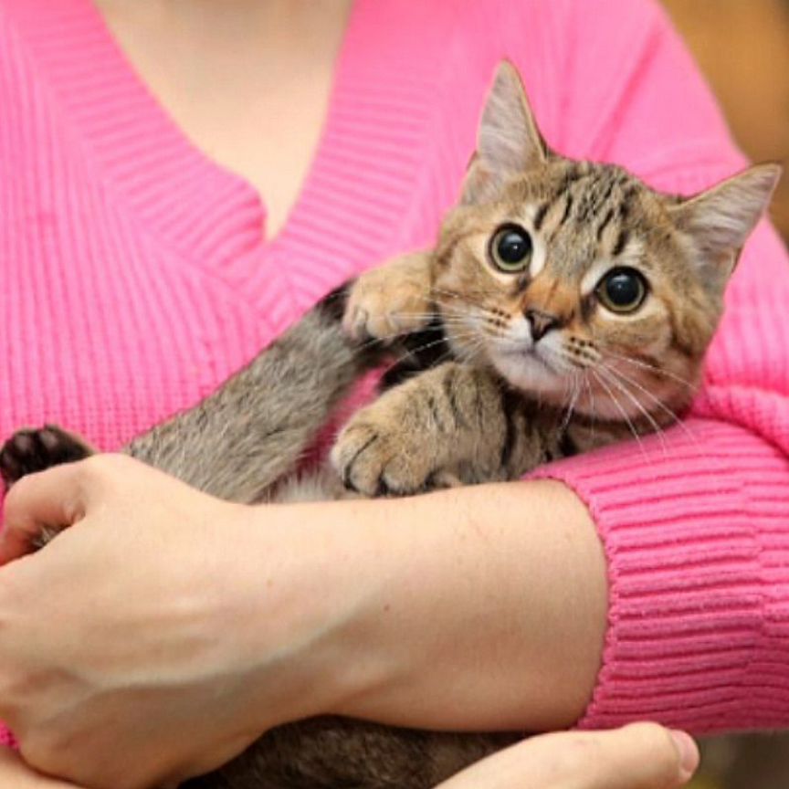 Котёнок в добрые руки