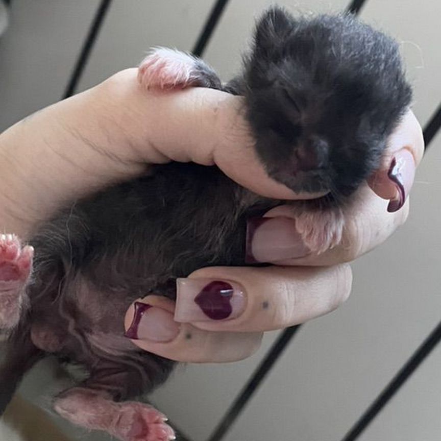 Персидский котёнок