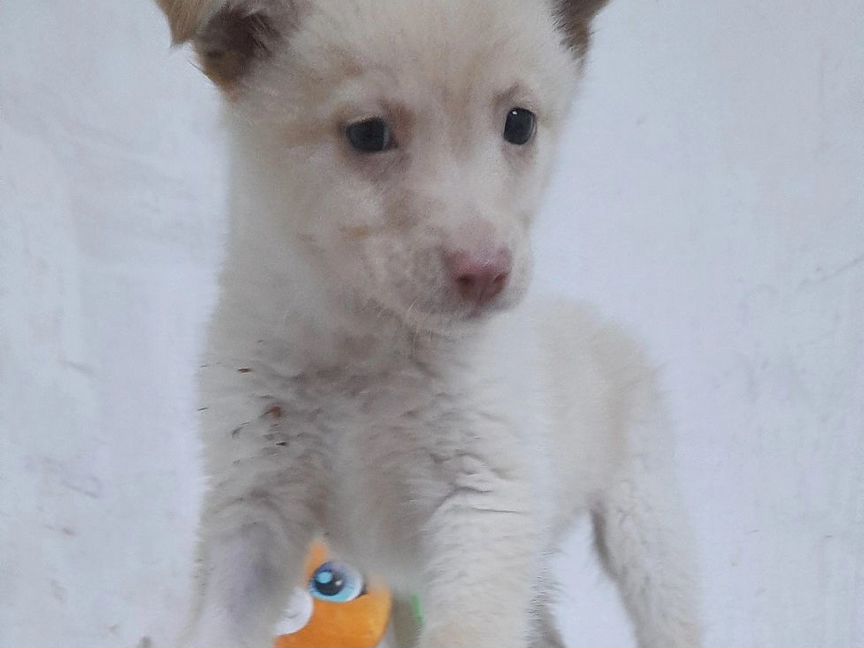 Щенулька будет средним